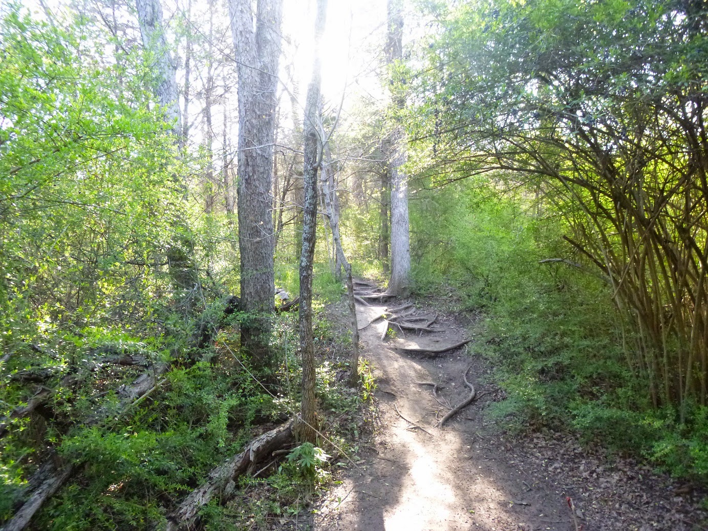 Running Myself into a Coma: Running towards the Mountains at Cedar ...