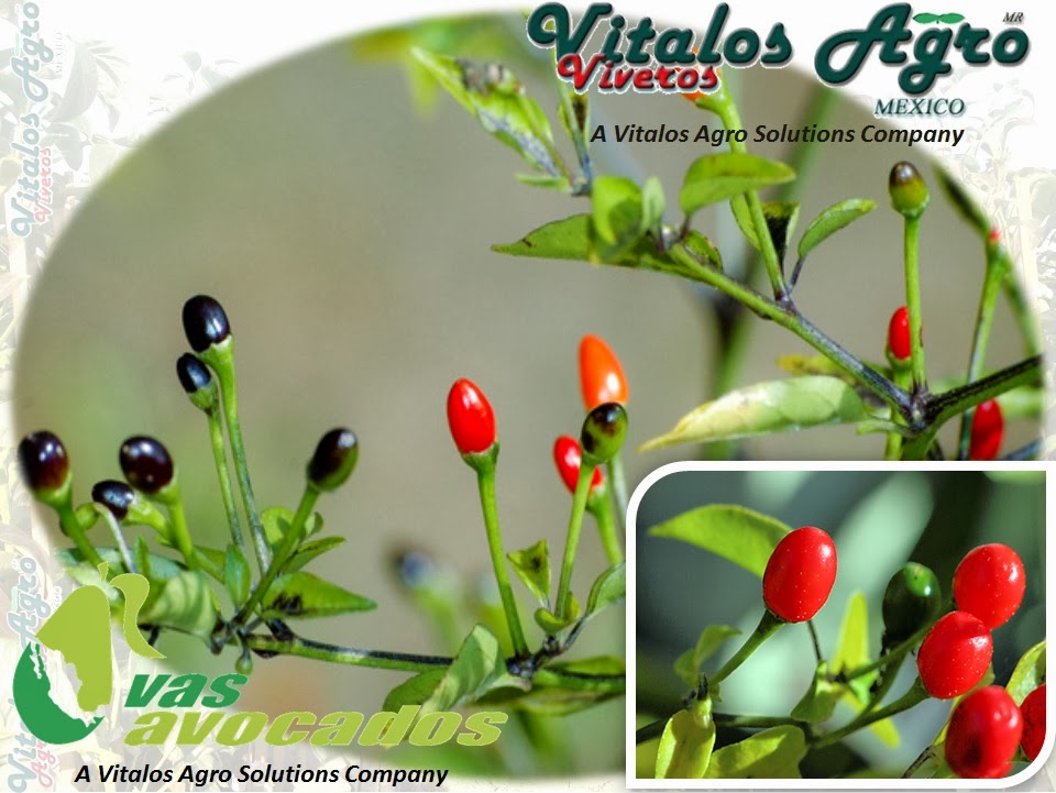 Viveros de Aguacate Hass y Hass selección Méndez: Plantas de Chile ...