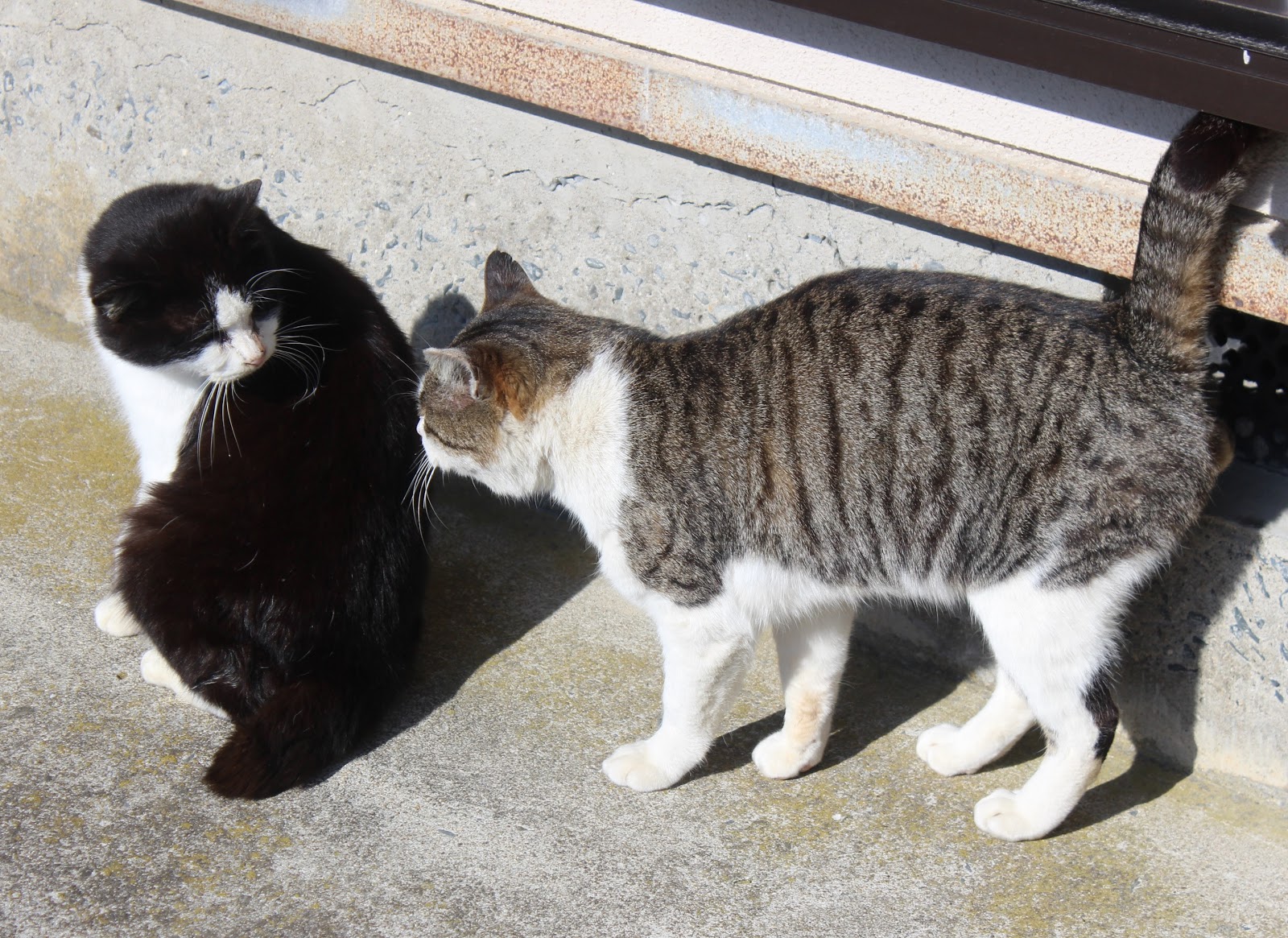 Mushingo - Trip to Japan: Day 8: Tashirojima (Cat Island) & Sendai