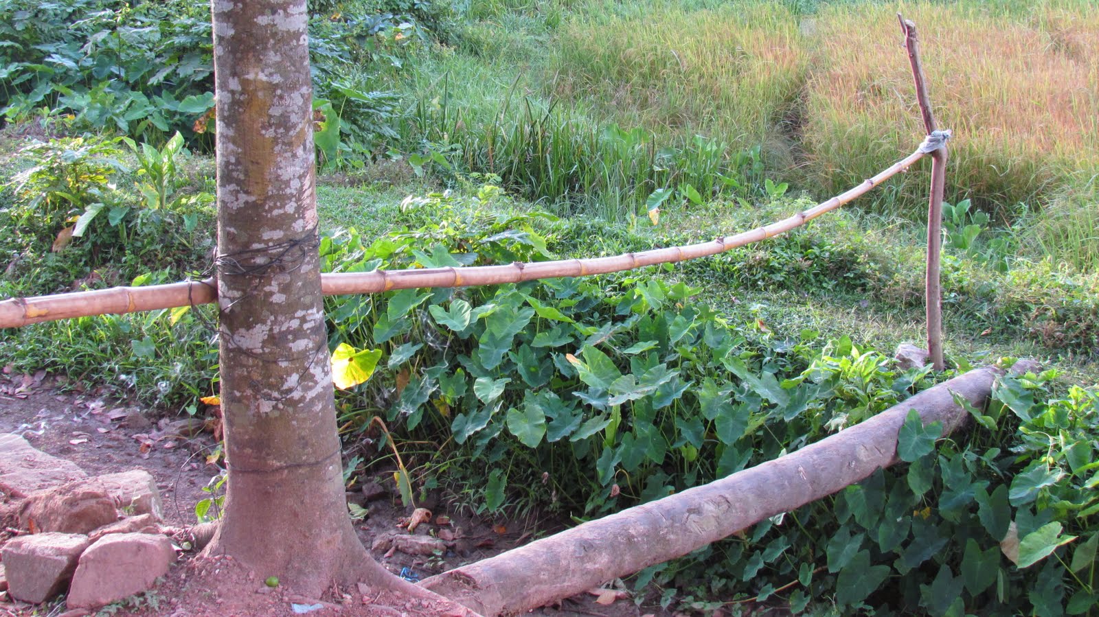 Ducky's Blog: My Neighbourhood in all Its Morning Glory!