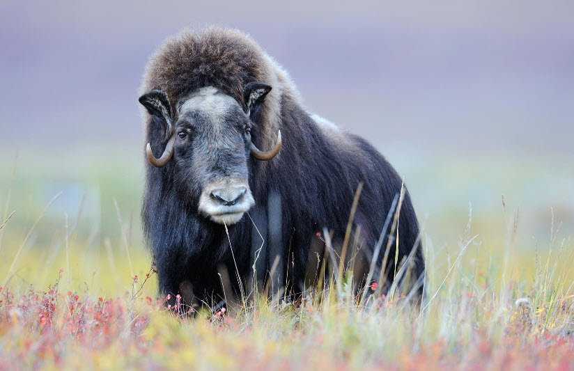 The Muskox | Amazing Creature Facts & Photographs | The Wildlife