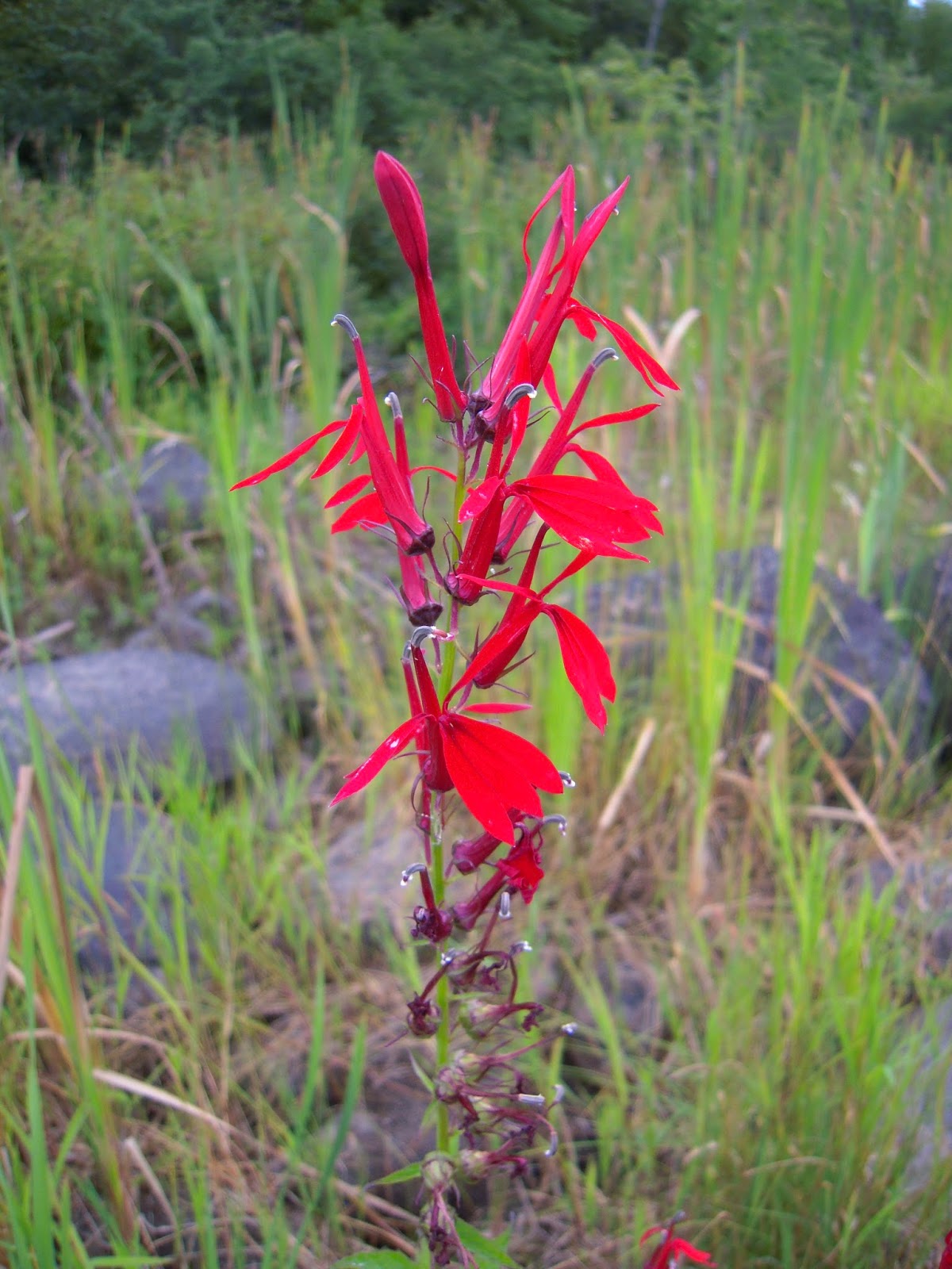 Bev's Nature Blog: Cardinal Flower