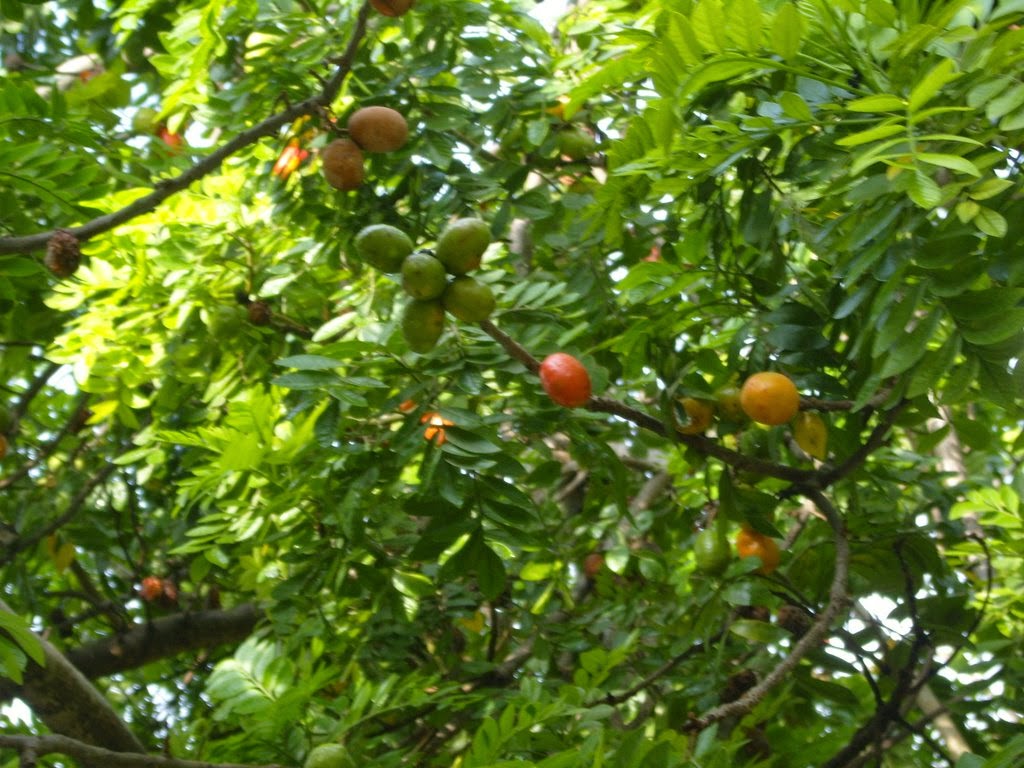 Seriguela: Siriguela , ciriguela ou ciruela (Spondias purpurea)