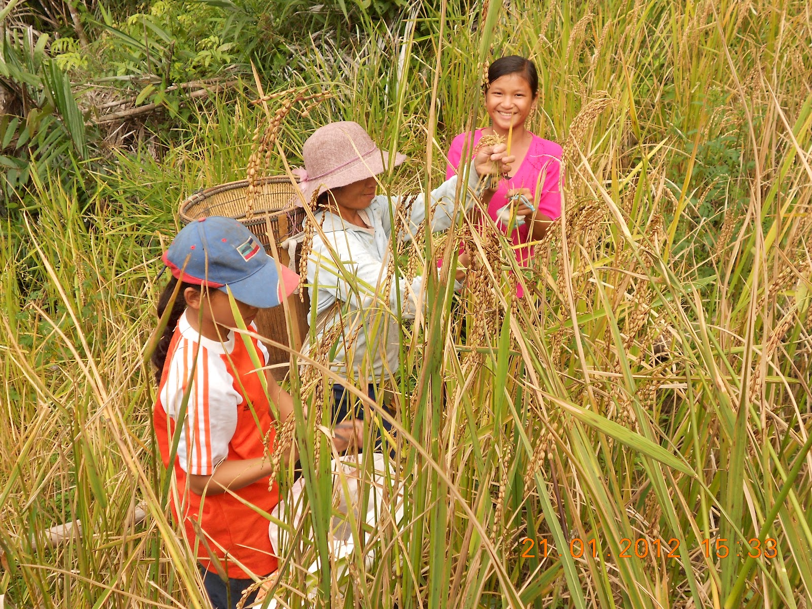 Mixinspiration: Proses menanam Padi Huma hingga Menuai