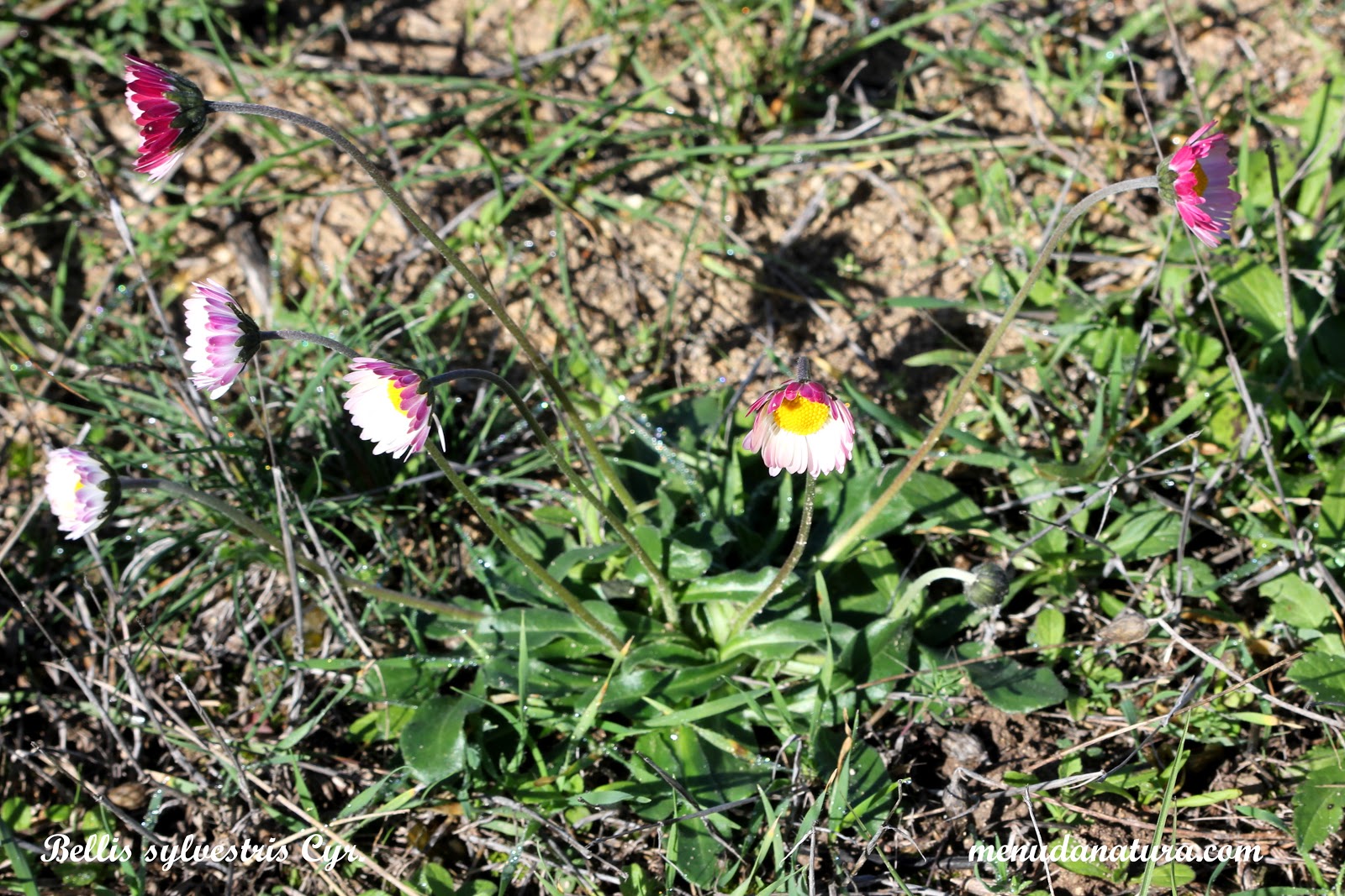 Menuda Natura: Bellis sylvestris Cyr.