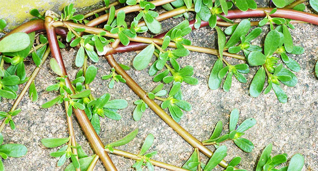 C'è più gusto: ERBA PORCELLANA:da infestante a erba miracolosa