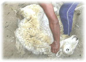 S M O LJ A N A: OVCE,VUNA I KAKO SE DO NJE DOLAZILO