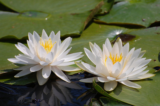 We love Our Bangladesh: White water Lily or Sada Shapla is the national ...