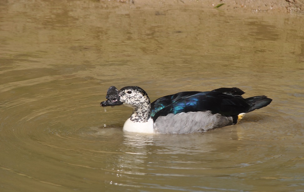 ZOOTOGRAFIANDO (6.100 ANIMALS): PATO CRESTUDO AFRICANO / AFRICAN COMB ...