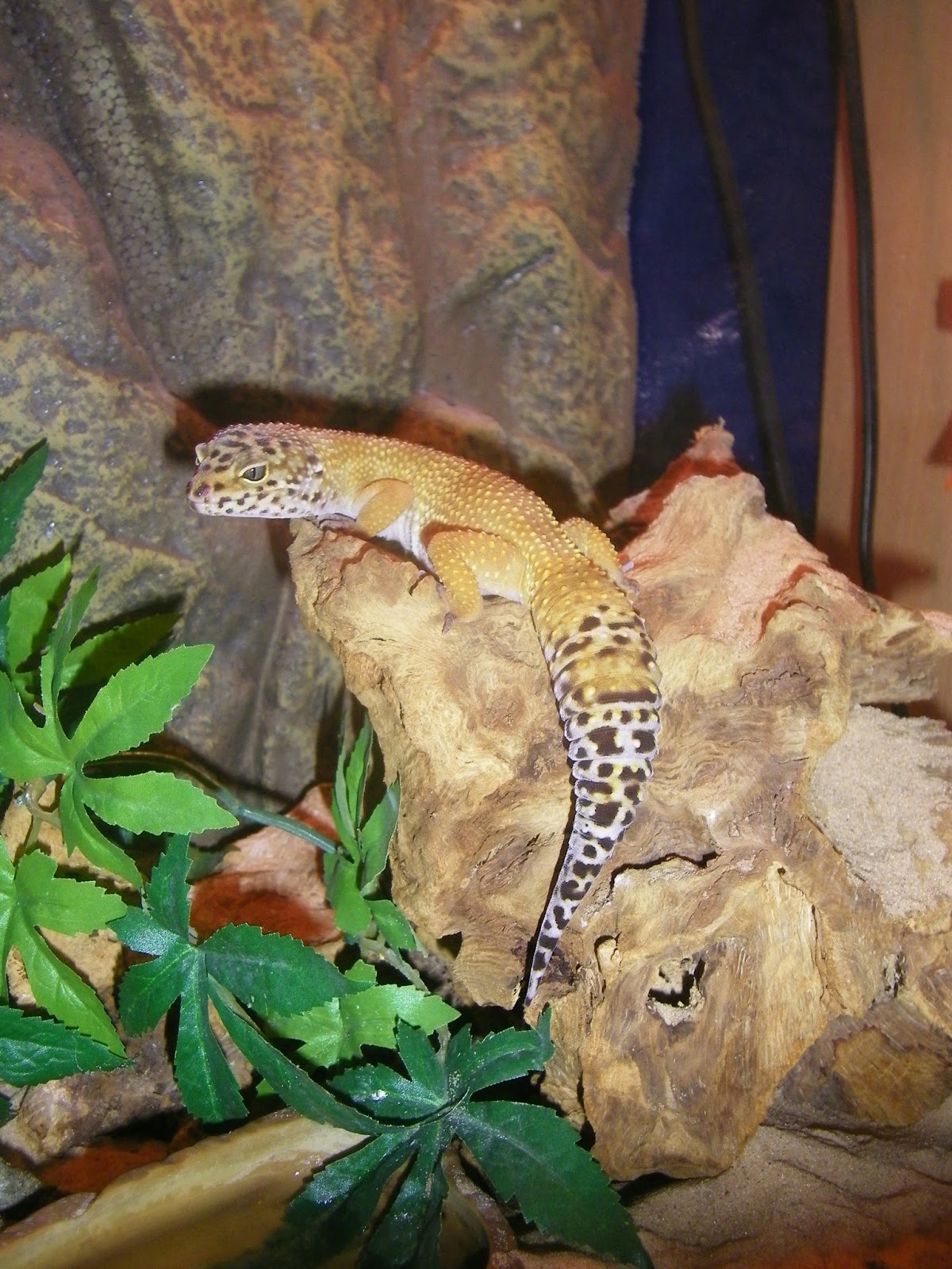 leopard gecko den: Leopard Geckos