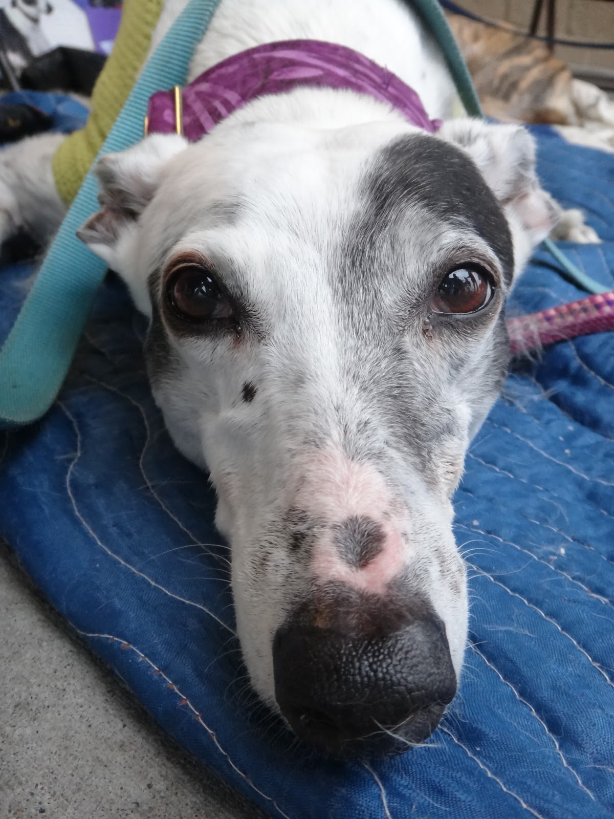 Northern Lights Greyhound Adoption Dog Blog: NLGA Photo Roundup ...