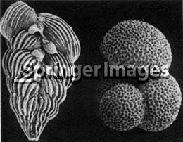 Globigerinoides Primordius ~ GEOLOGY