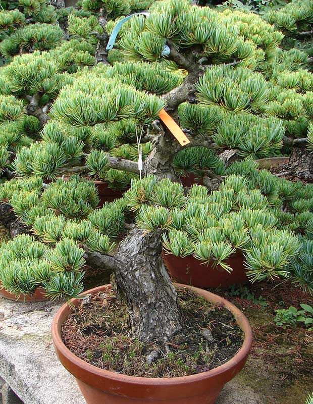 Walter Pall Bonsai Adventures: 30 Japanes trees for sale - German and ...