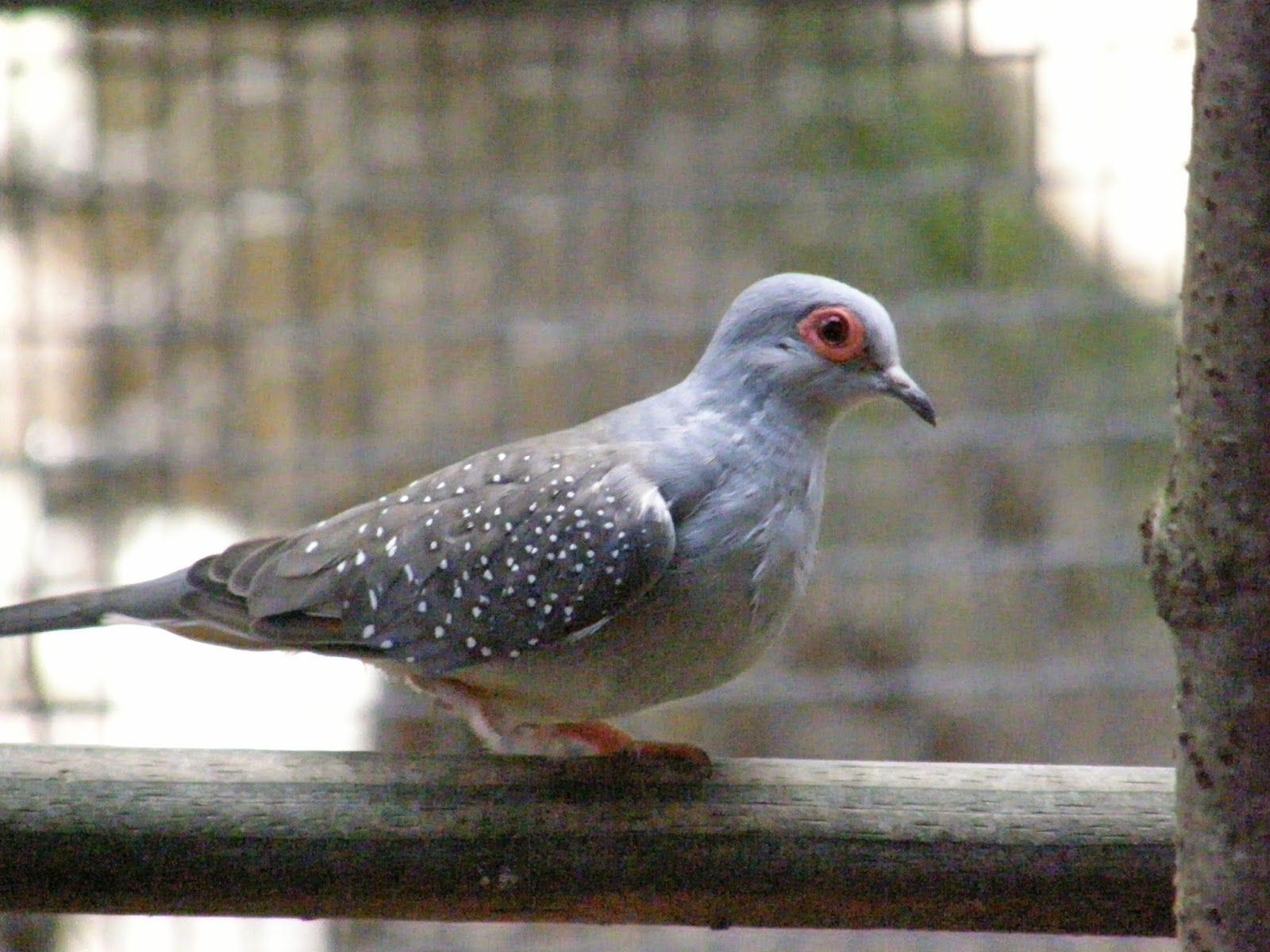 Petite visite chez un éleveur, un vrai zoo ;-)