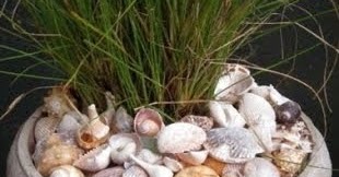 Seashell Garden Ideas - Coastal Decor Ideas Interior Design DIY Shopping
