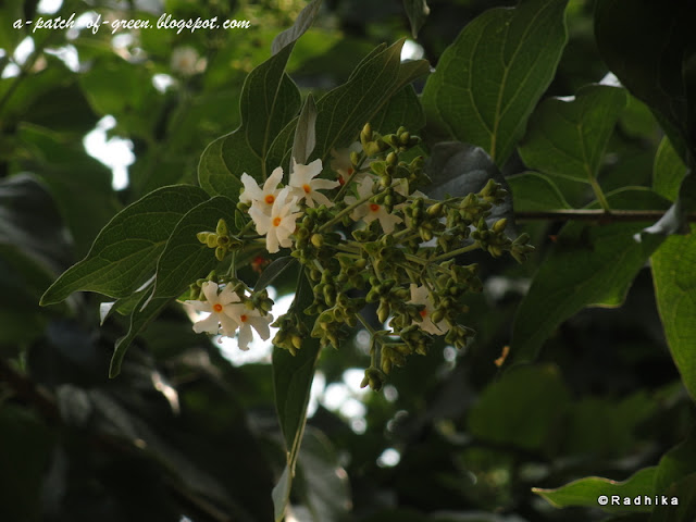 a patch of green: Maulshree