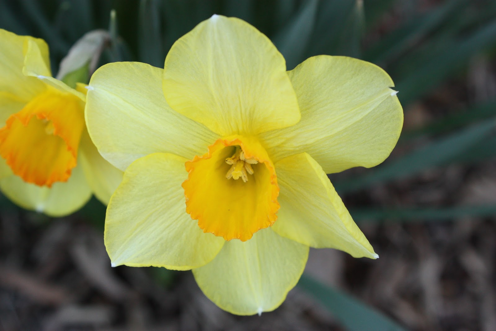 Rainbow Magic Sparkle Butterfly : My Spring Daffodils