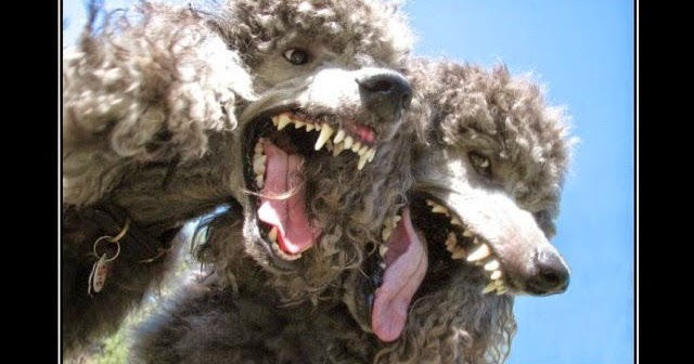 Poodle Attack | WirelessPhreak