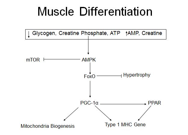 Concurrent Strength and Endurance Training
