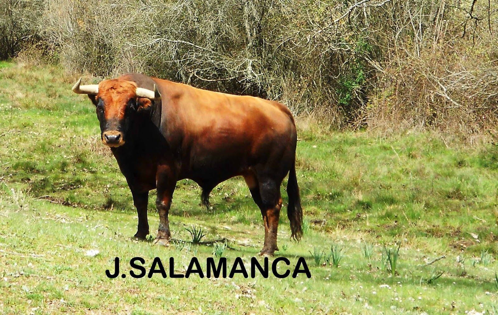 DE CATAFALCO Y ORO: Ganadería de Alberto Mateos