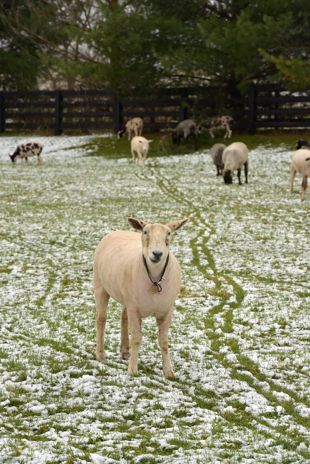 Punkin's Patch: Keeping An Eye On The [Sheep] Trail