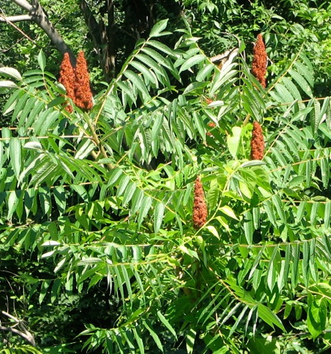 The Nature In Us: Winged Sumac (Rhus copallina) for Wildlife