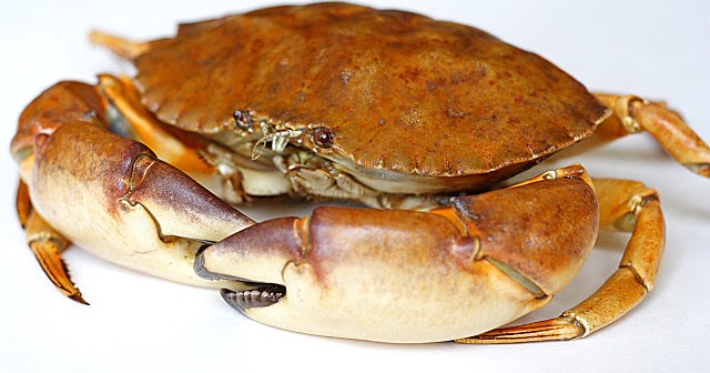 PELUANG USAHA MANDIRI: TEKNIK BUDIDAYA KEPITING