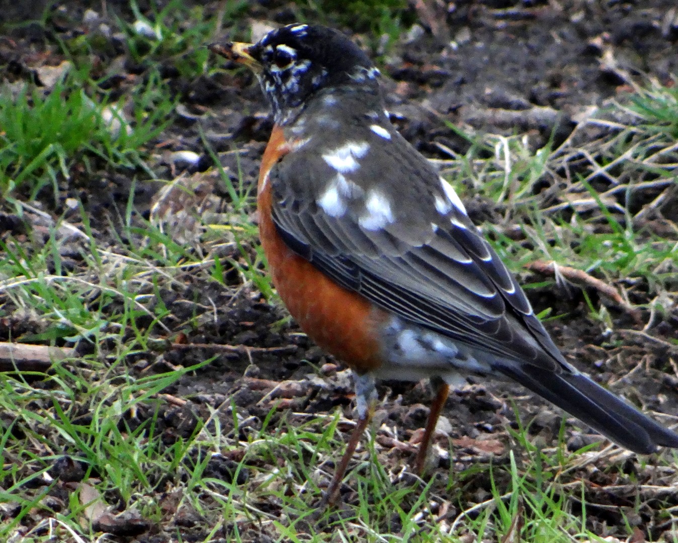 Redmond Neighborhood Blog: A Sammamish River bird