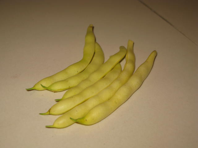 Plant World: Plant World:Butter bean or Yellow Bean