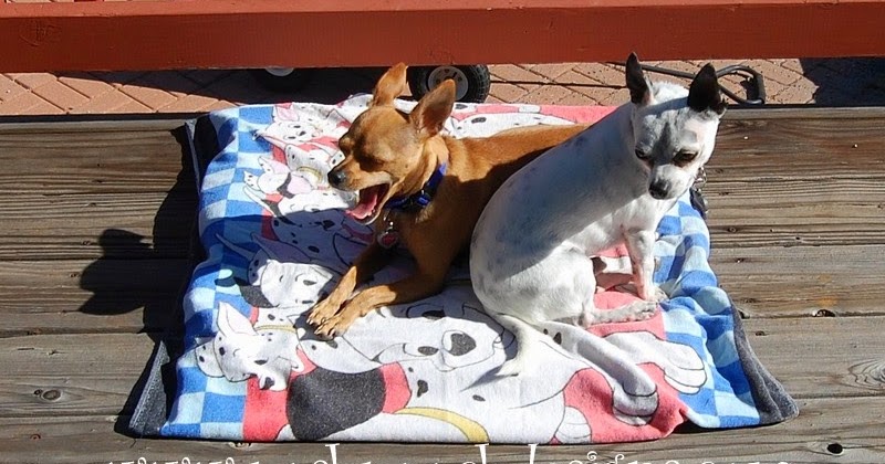 Posh Pooch Designs : How to Make An Outdoor Dog Mat