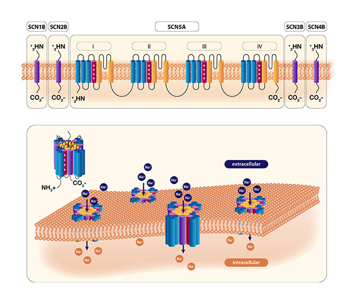 Biomedical illustration. Ion Channel