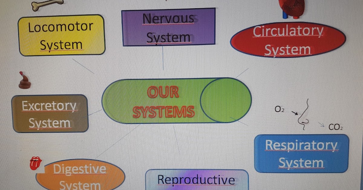 Begoña's Blog: NATURAL SCIENCE. 2nd Term: My Body Systems