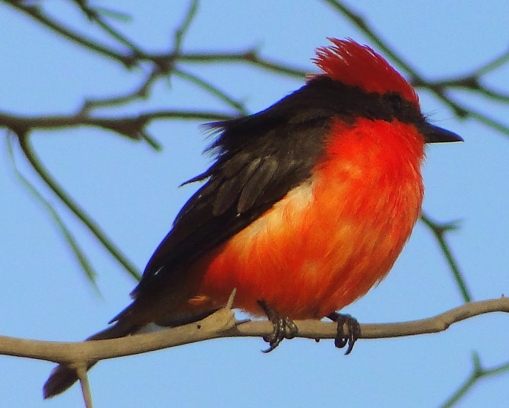 Aves de Venezuela con Historias: noviembre 2013