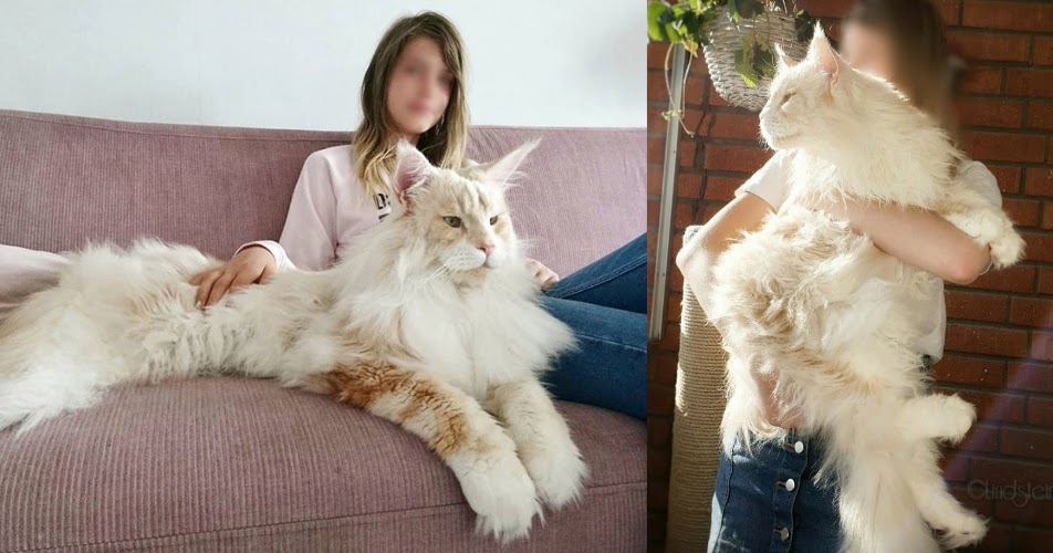 Woman Shares Photos of Amazingly Large and Majestic Maine Coon Cat