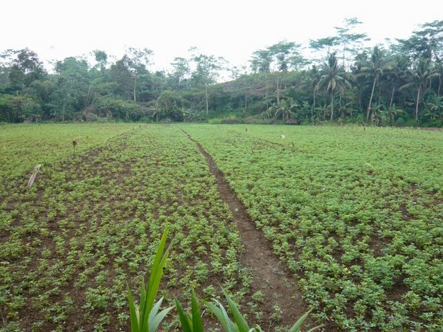 Perbedaan antara Polikultur dengan Monokultur