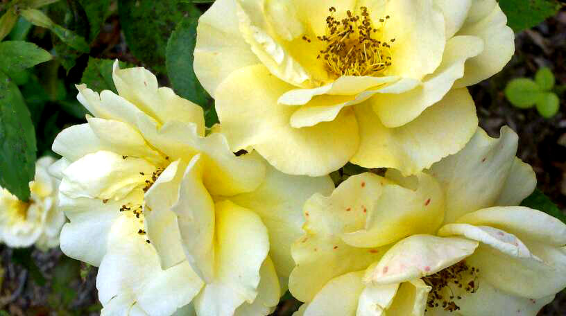 Lenora's Legacy Estate: Visit Our Gardens and Grounds