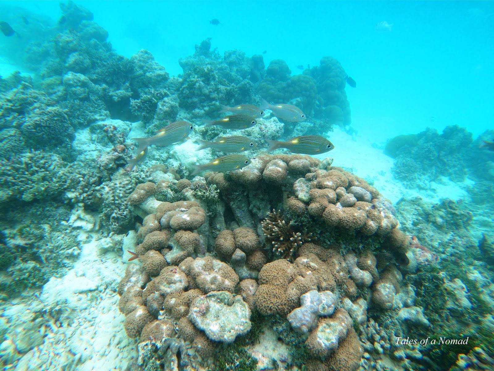 Tales Of A Nomad: Maafushi: The Surreal Island