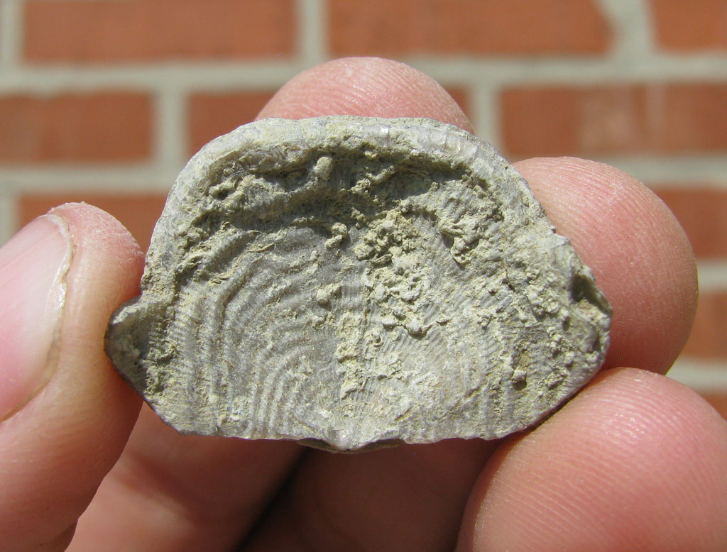 Views of the Mahantango: Leptaena depressa brachiopod from Wenlock Fm