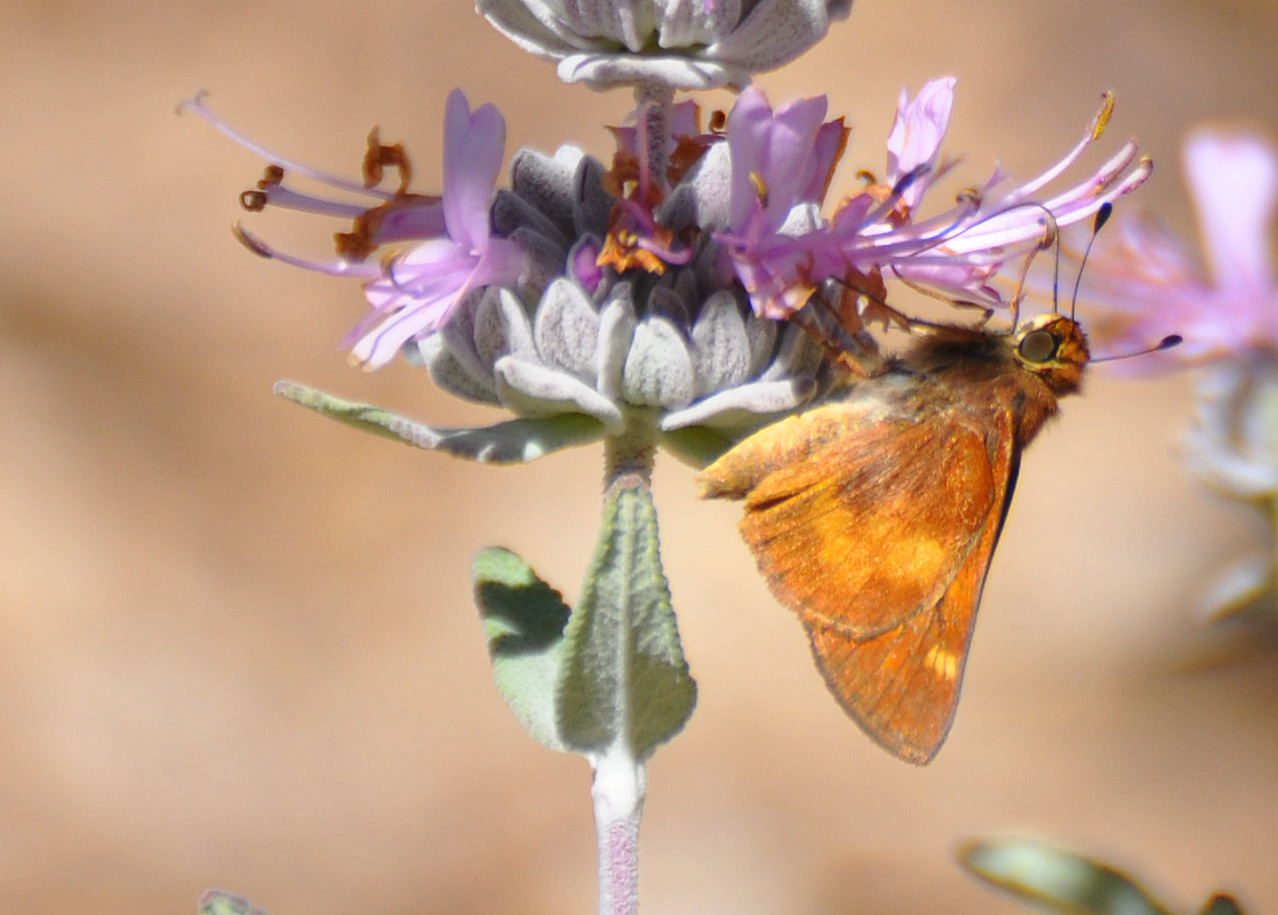 Mother Nature's Backyard - A Water-wise Garden: Umber Skipper Butterfly ...