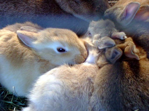El Señor Conejo: Conejitos muy monos