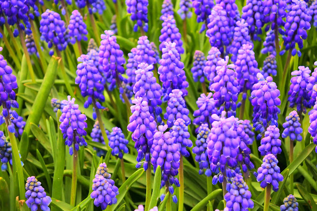 Jalan - jalan Turki 2016: Musim bunga di Istanbul ~ Alhamdulilah...di ...