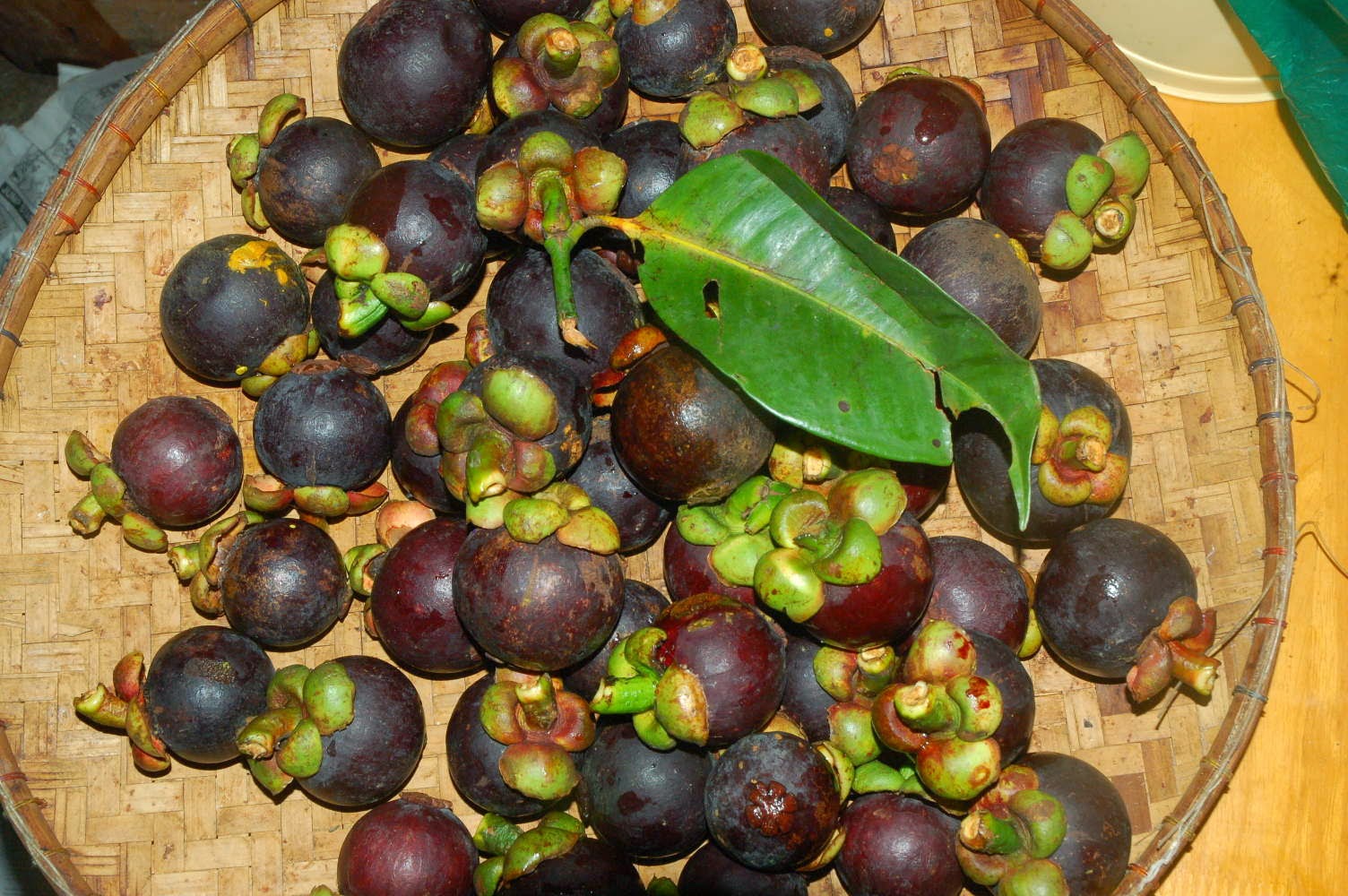 North Borneo - Sabah - East Malaysia - Month of August - Lot of ...