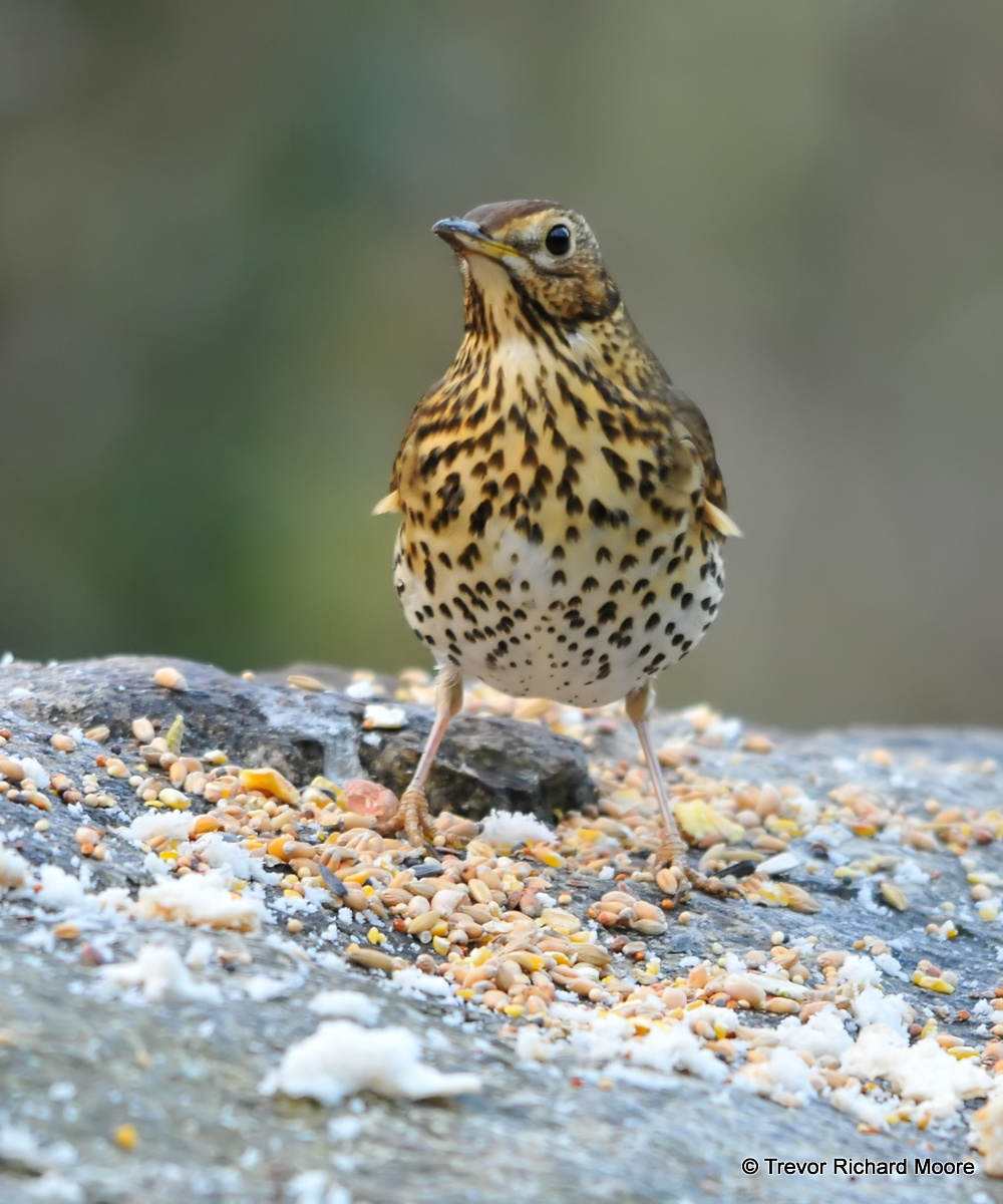 A & T Birding: Song Thrush.