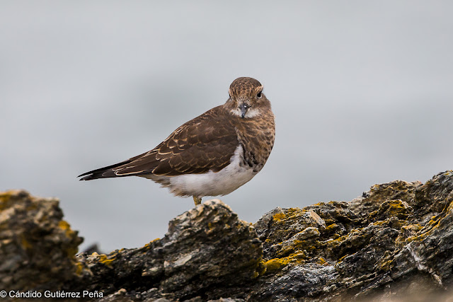 CHORLITO CHILENO - Charadrius Modestus | Observatorio de la Naturaleza