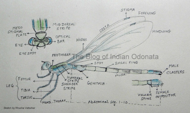 The Blog of Indian Odonata: Morphology & Anatomy