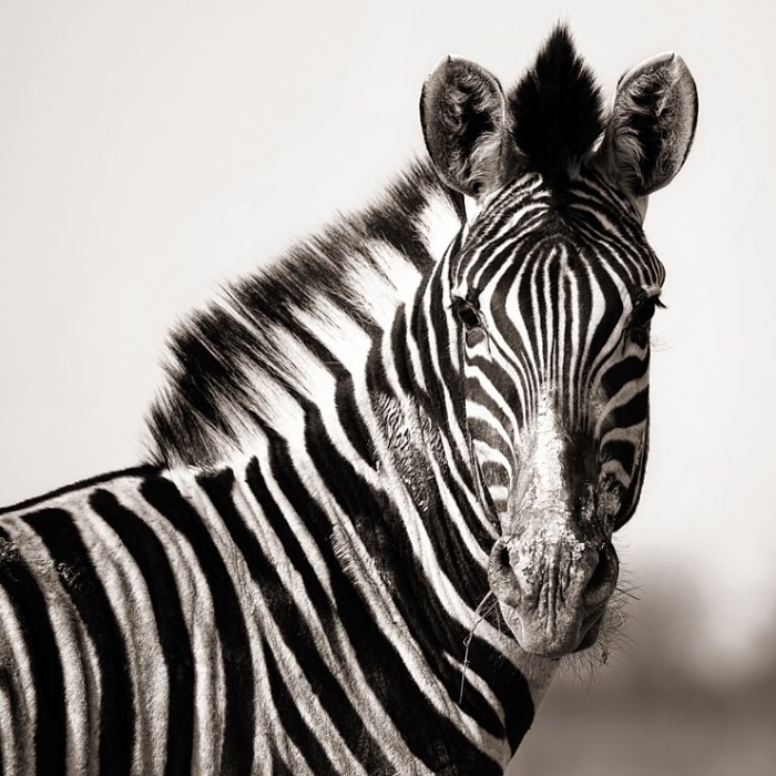 Galloping: Las Cebras