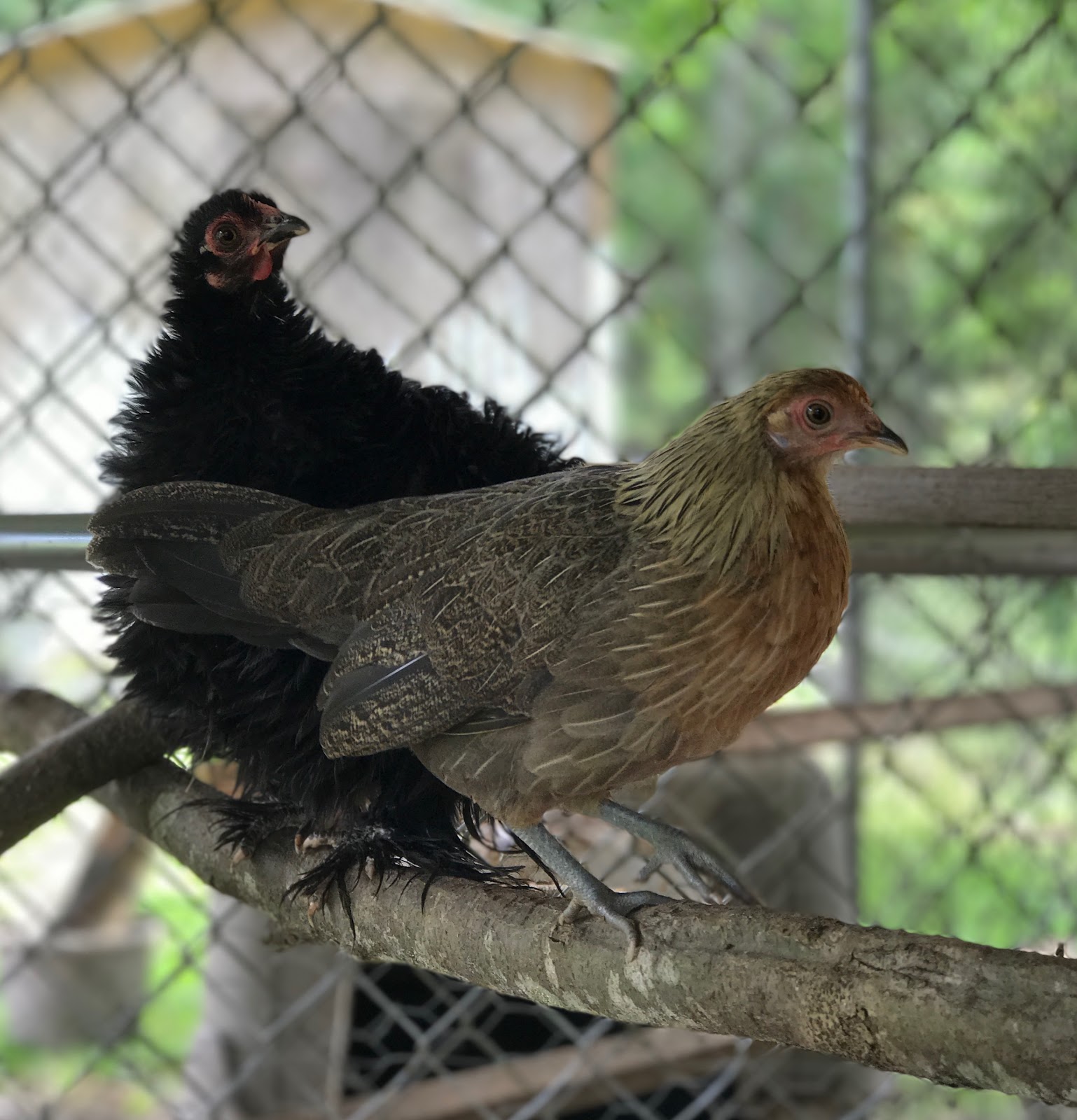 Simple. Frugal. Semi homemade.: Heerree chickie, chickie, chickie!