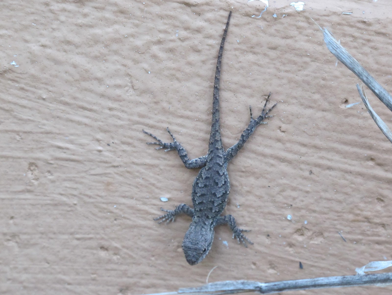 Blue Jay Barrens: Northern Fence Lizard Youngster