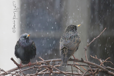 The Last Leaf Gardener: Throwback Thursday: Mr. Eugene Schieffelin (He ...