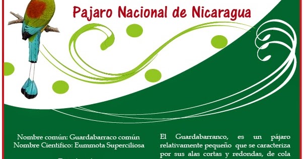 Los Apuntes del Estudiante: El guardabarranco pájaro nacional de Nicaragua